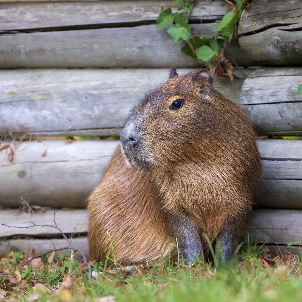 Capybara's have joined the family! | Hertfordshire Zoo