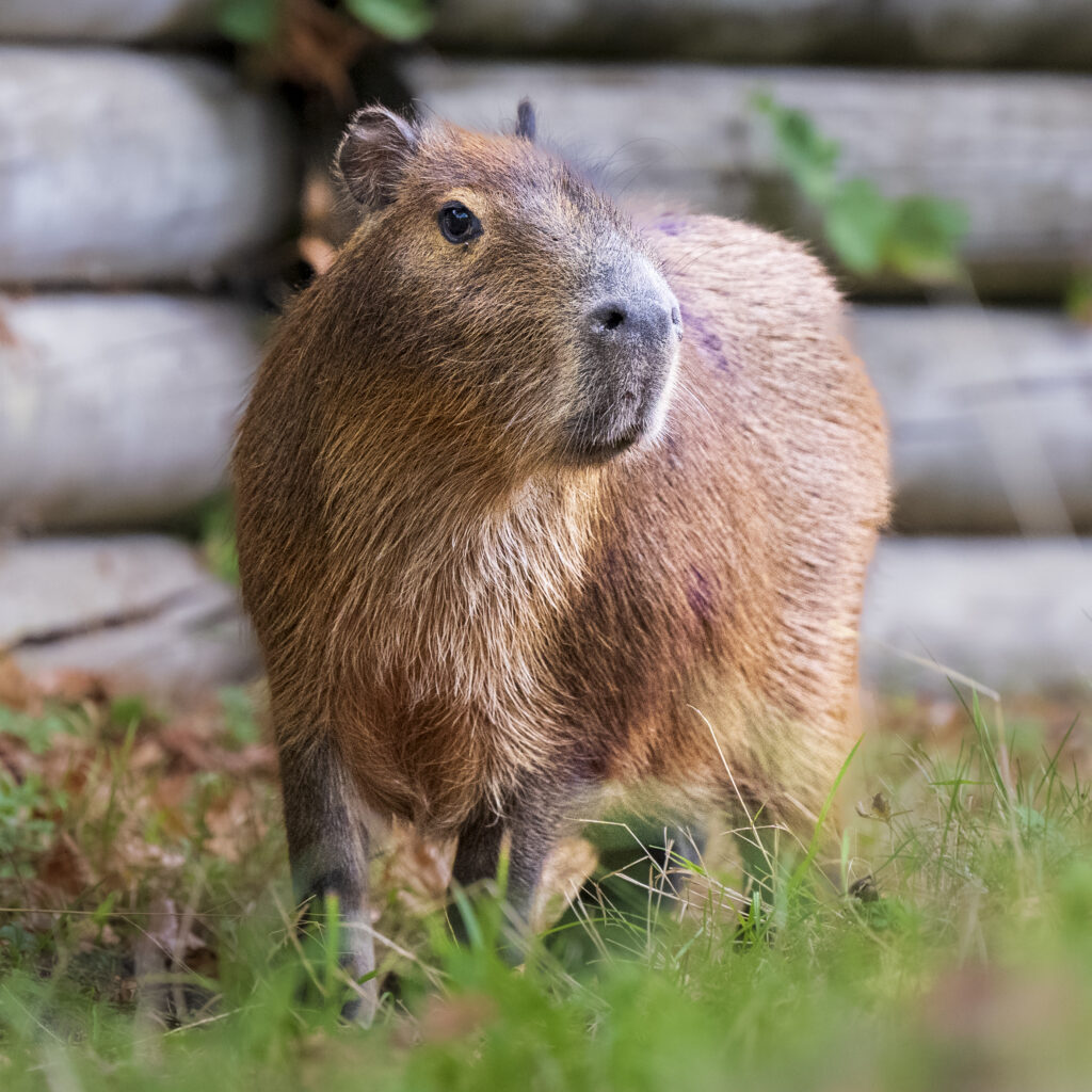 Capybara's have joined the family! | Hertfordshire Zoo
