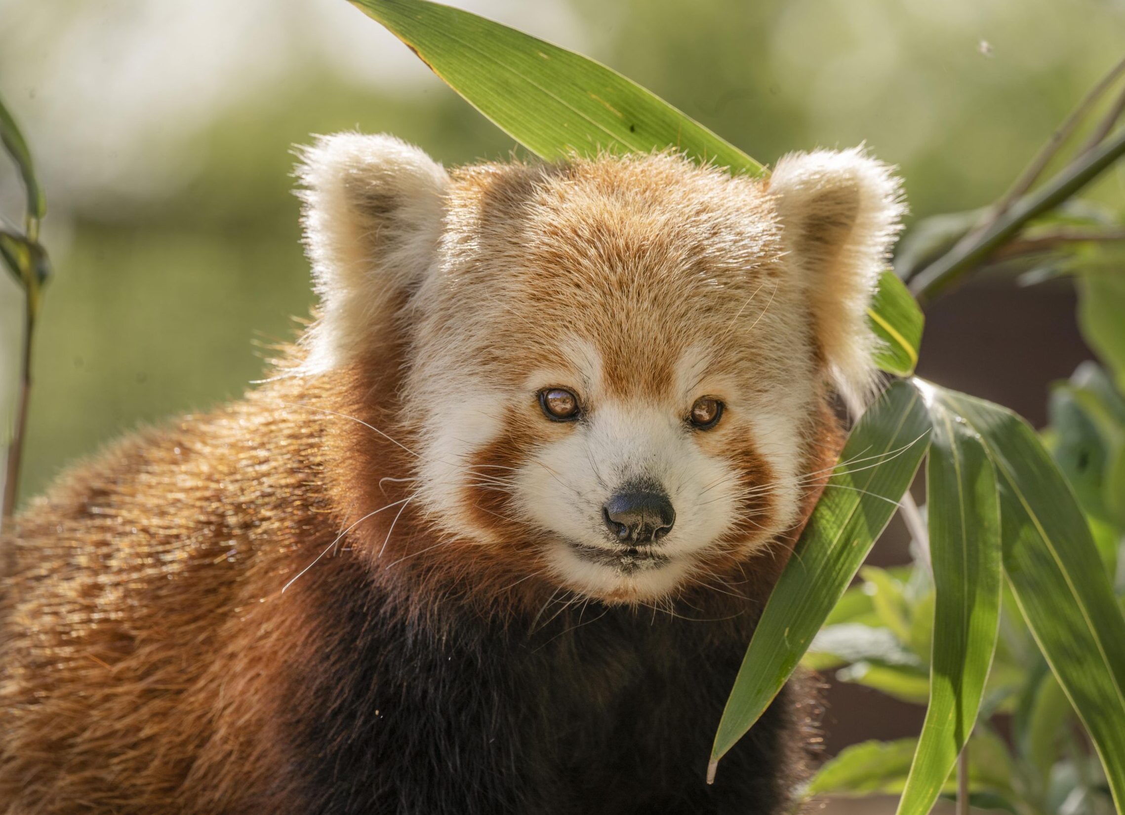 Fun Facts About Red Pandas T - Infoupdate.org