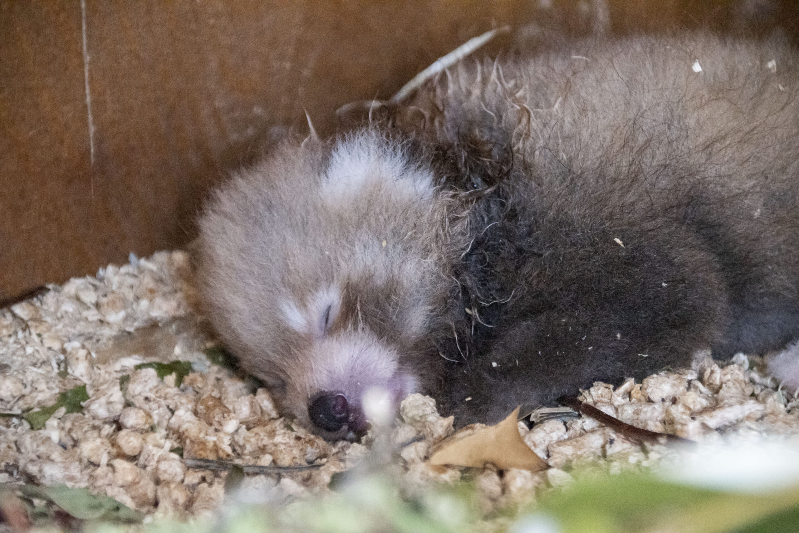 'Miracle' Red Panda Cub Born! | Hertfordshire Zoo