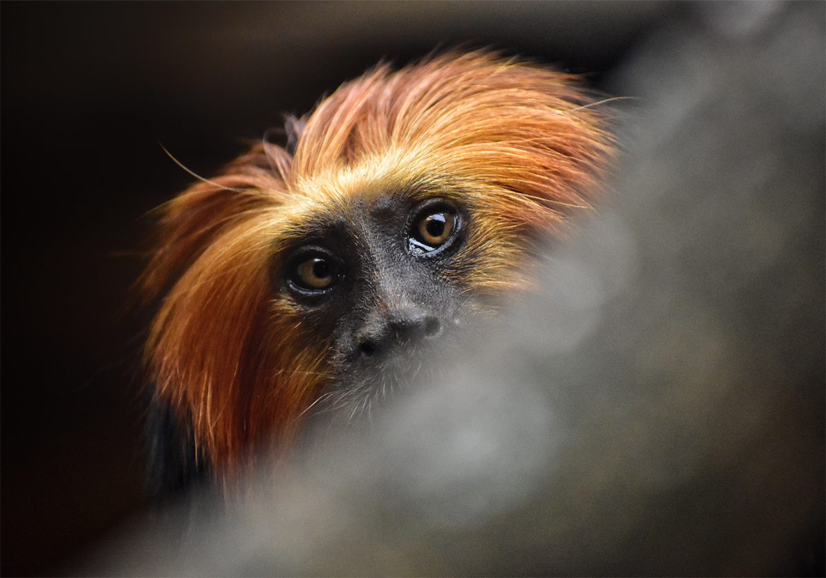 Photography competition 2022 winners | Hertfordshire Zoo