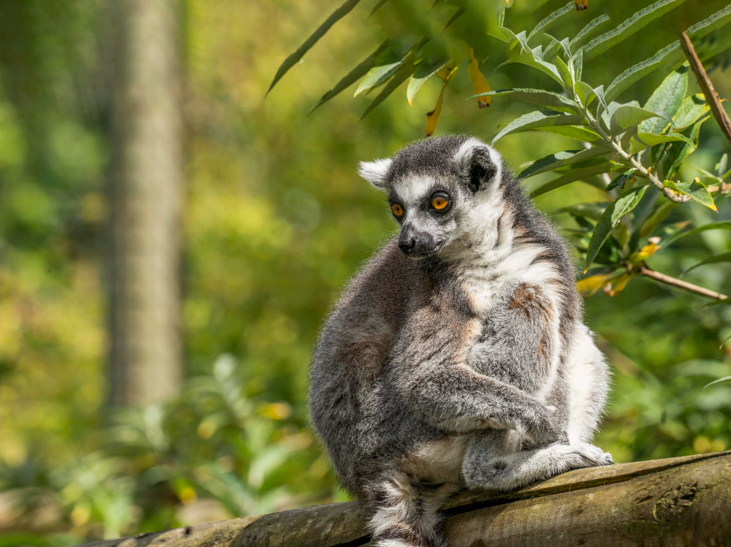 Lemurs - Everything You Need To Know | Paradise Wildlife Park