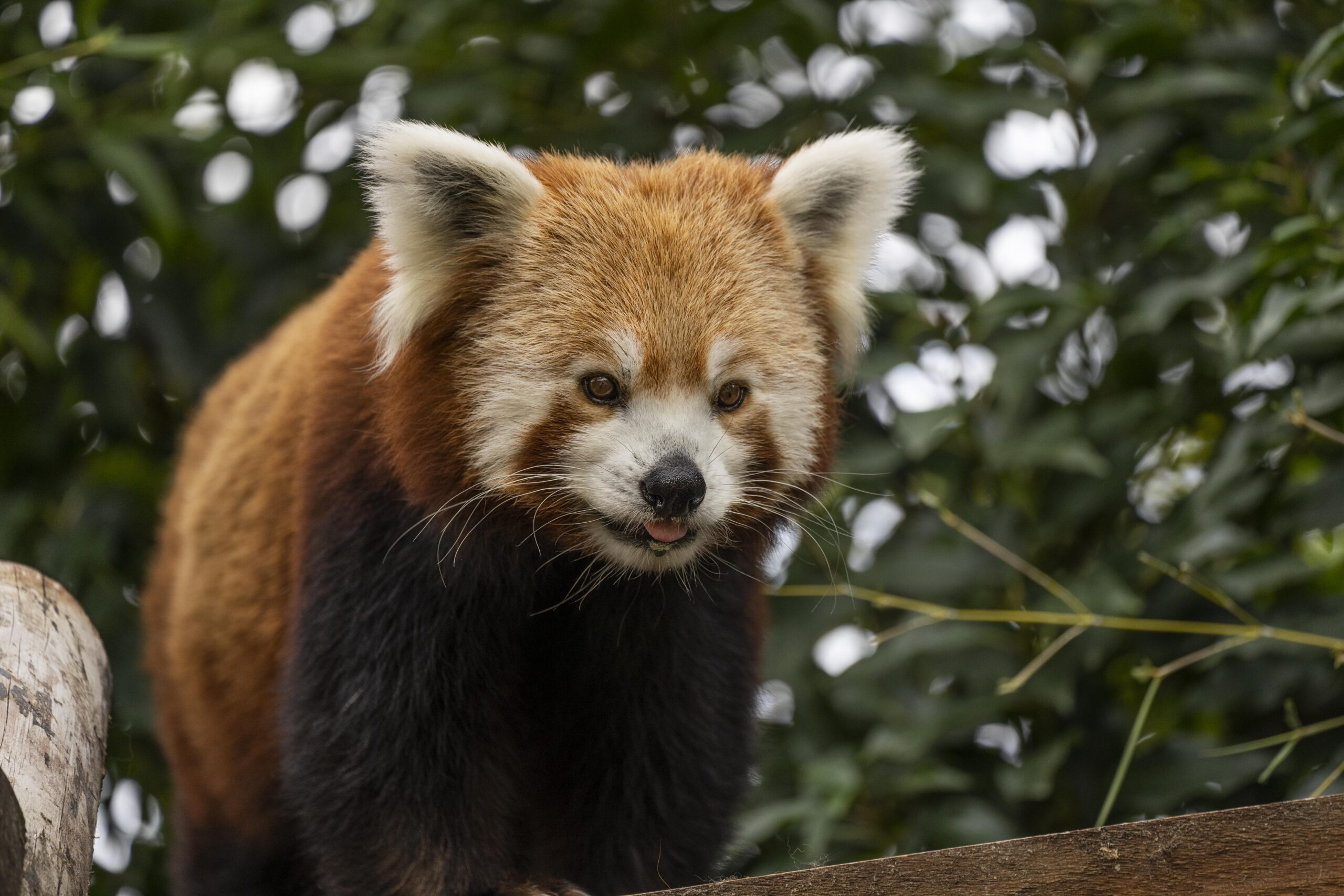 How Can We Help To Save the Red Panda? | Paradise Wildlife Park