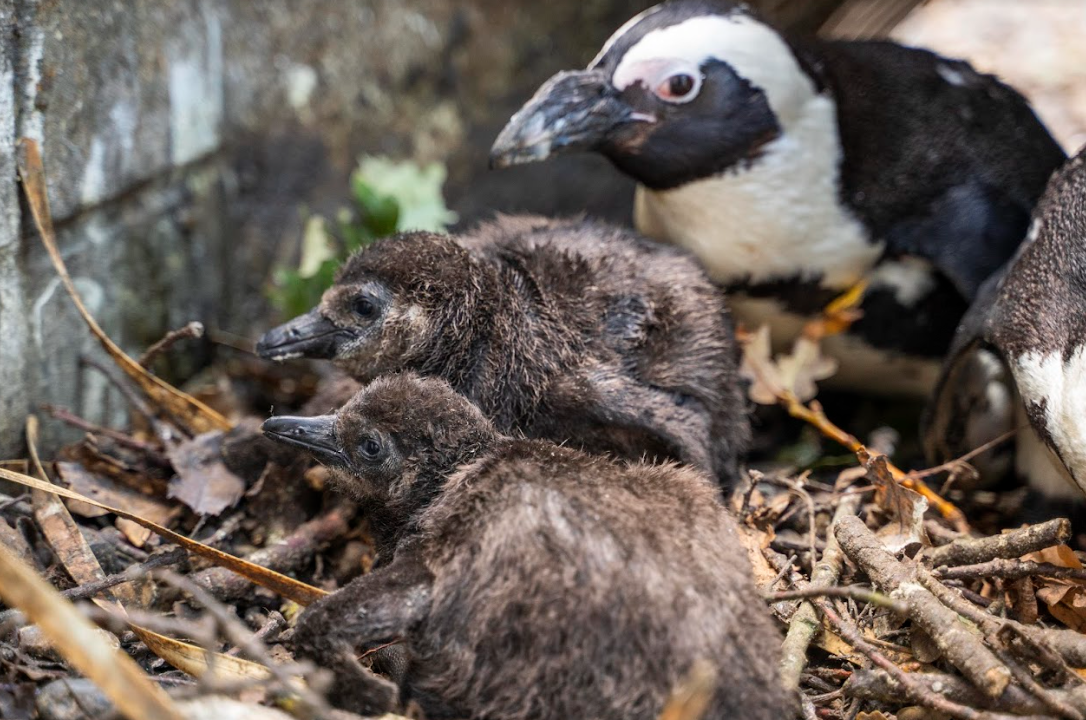Rare Penguin Chicks Hatch! | Hertfordshire Zoo