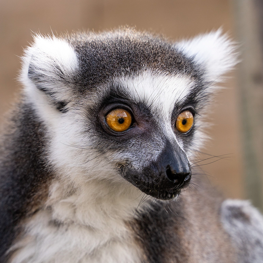 Lemur Weekend | Hertfordshire Zoo