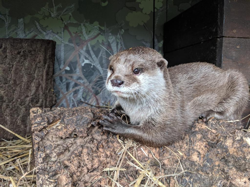 Goodbye Snoopy | Hertfordshire Zoo