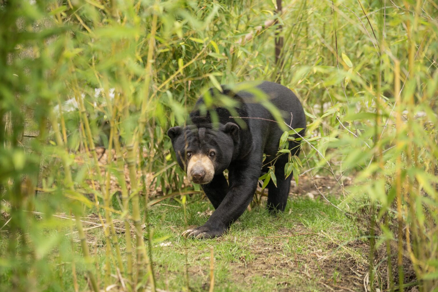 Learn About Sun Bear Conservation | Hertfordshire Zoo