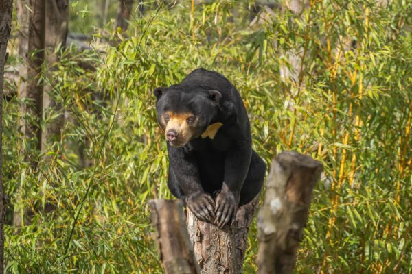 Learn About Sun Bear Conservation | Hertfordshire Zoo