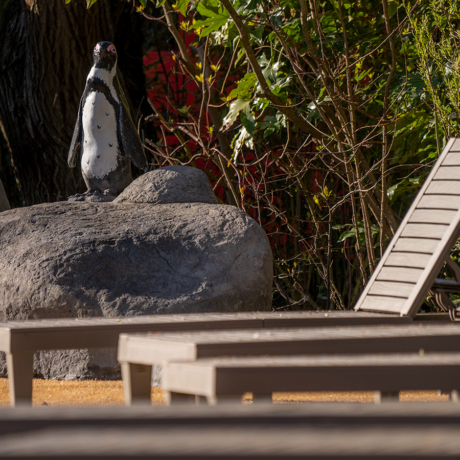 Celebrating World Penguin Day 2023 | Hertfordshire Zoo