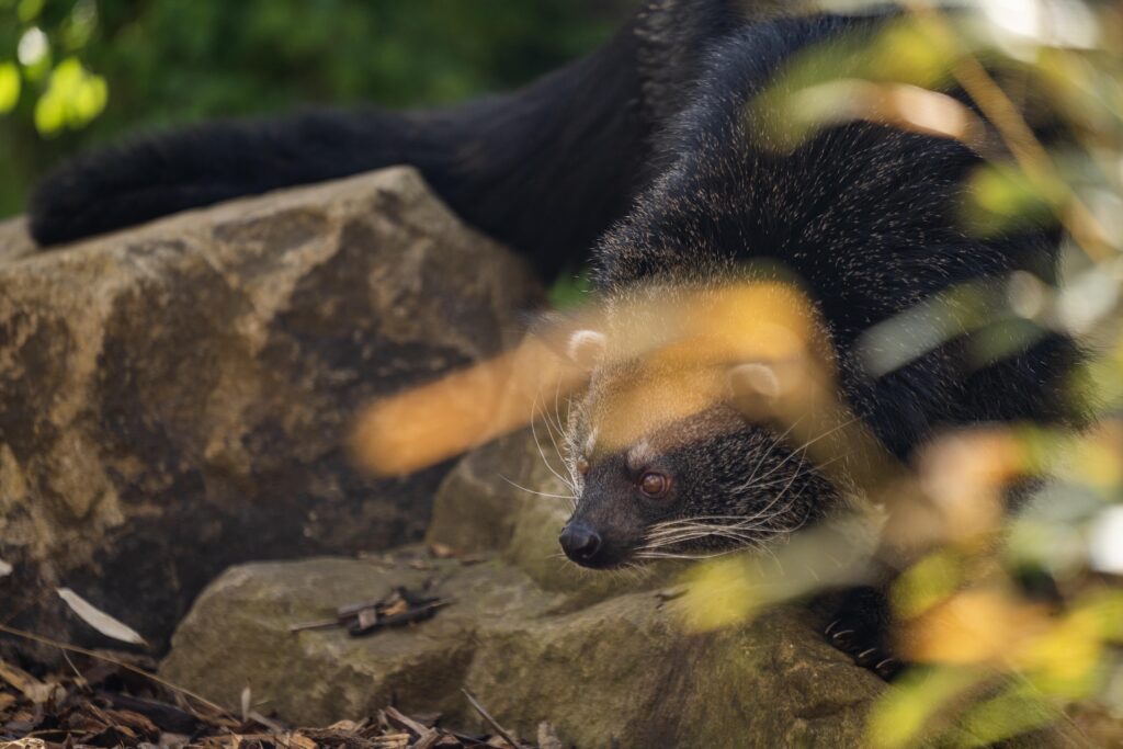 Get Ready For A Zoo-tastic Week! | Hertfordshire Zoo
