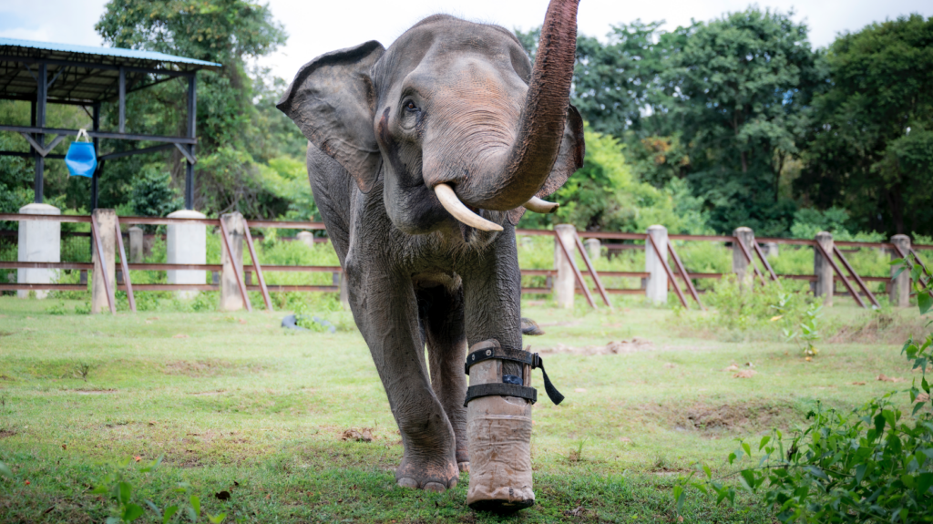 Meet Chhouk The Elephant | Hertfordshire Zoo