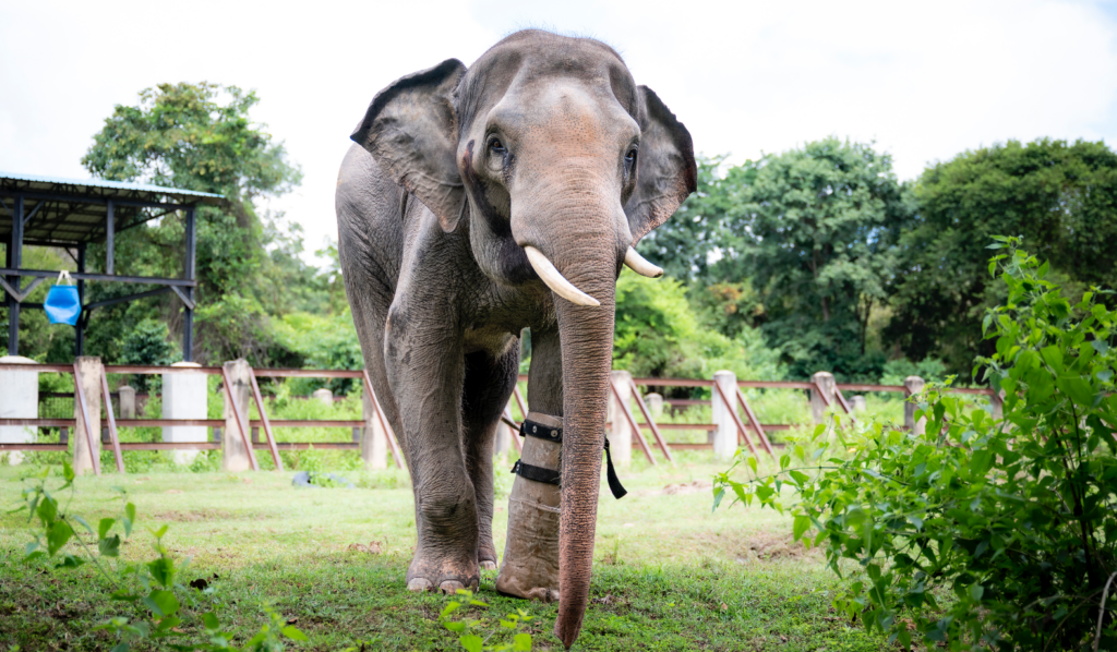 Meet Chhouk The Elephant | Hertfordshire Zoo