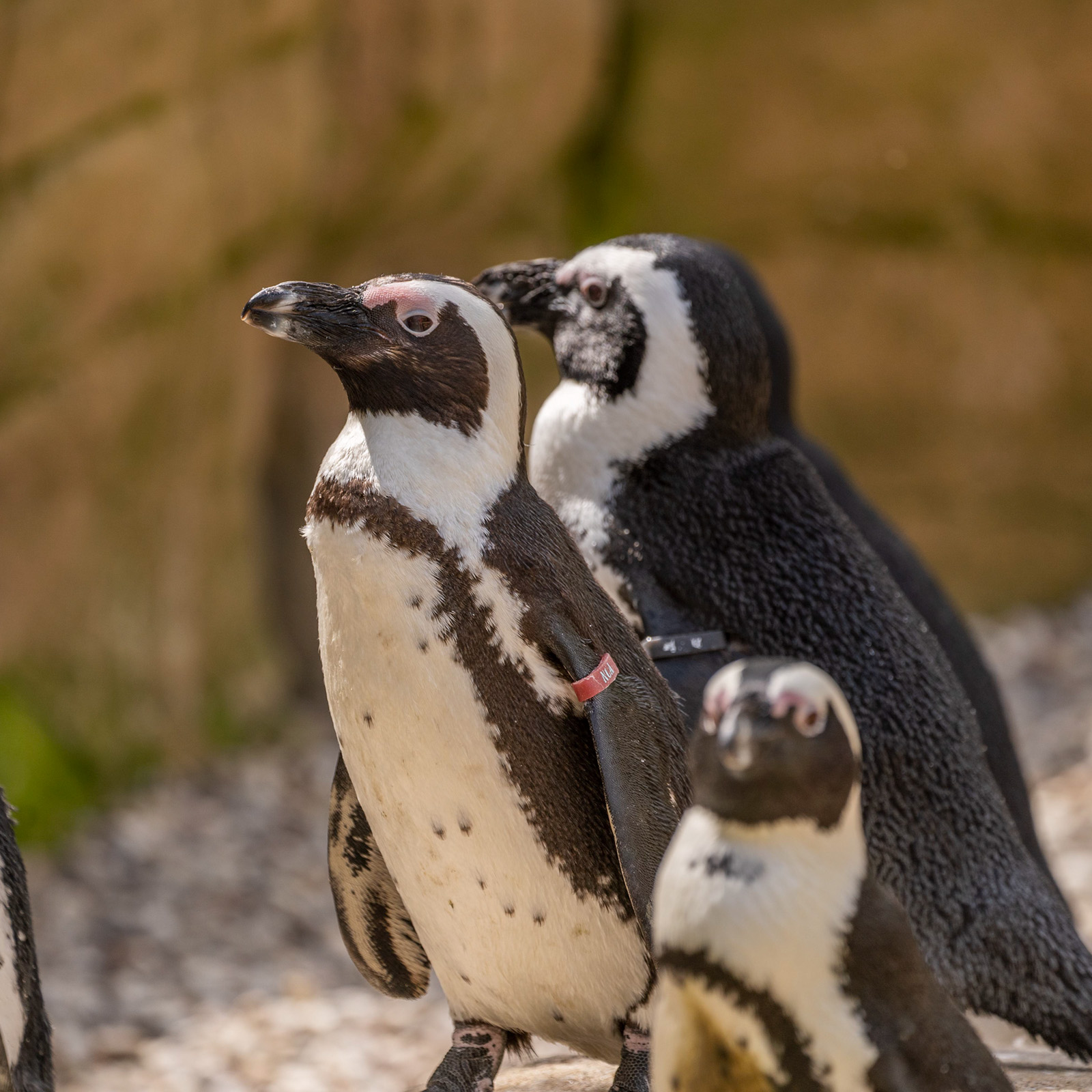 A Guide to African Penguins (Everything You Need to Know!) | Paradise ...