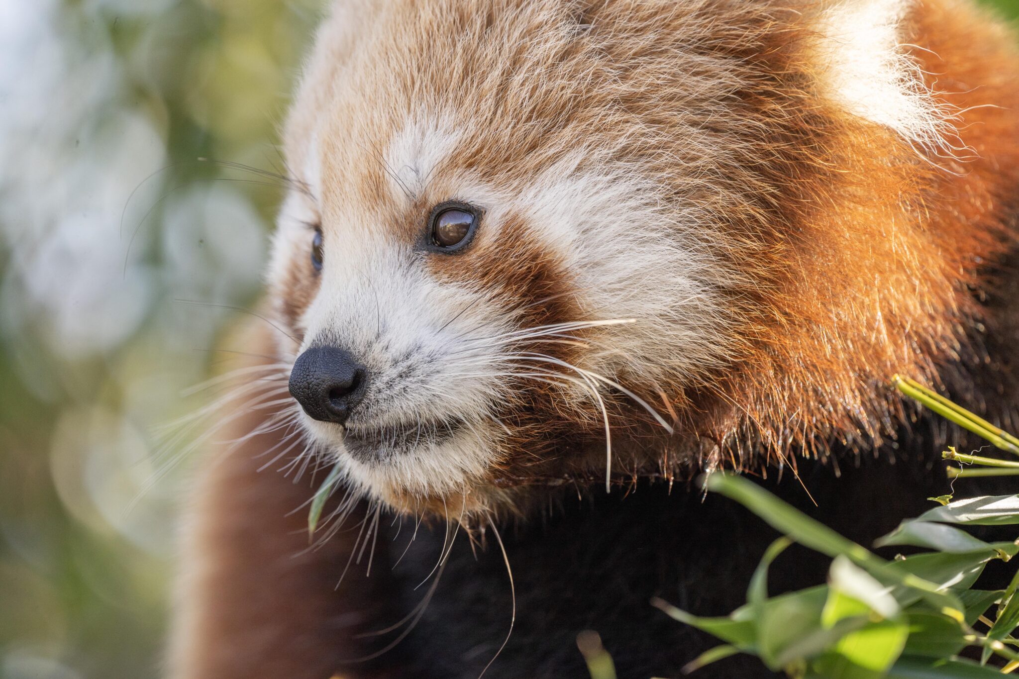 Miracle red panda cub ‘Little Red’ leaves home | Hertfordshire Zoo