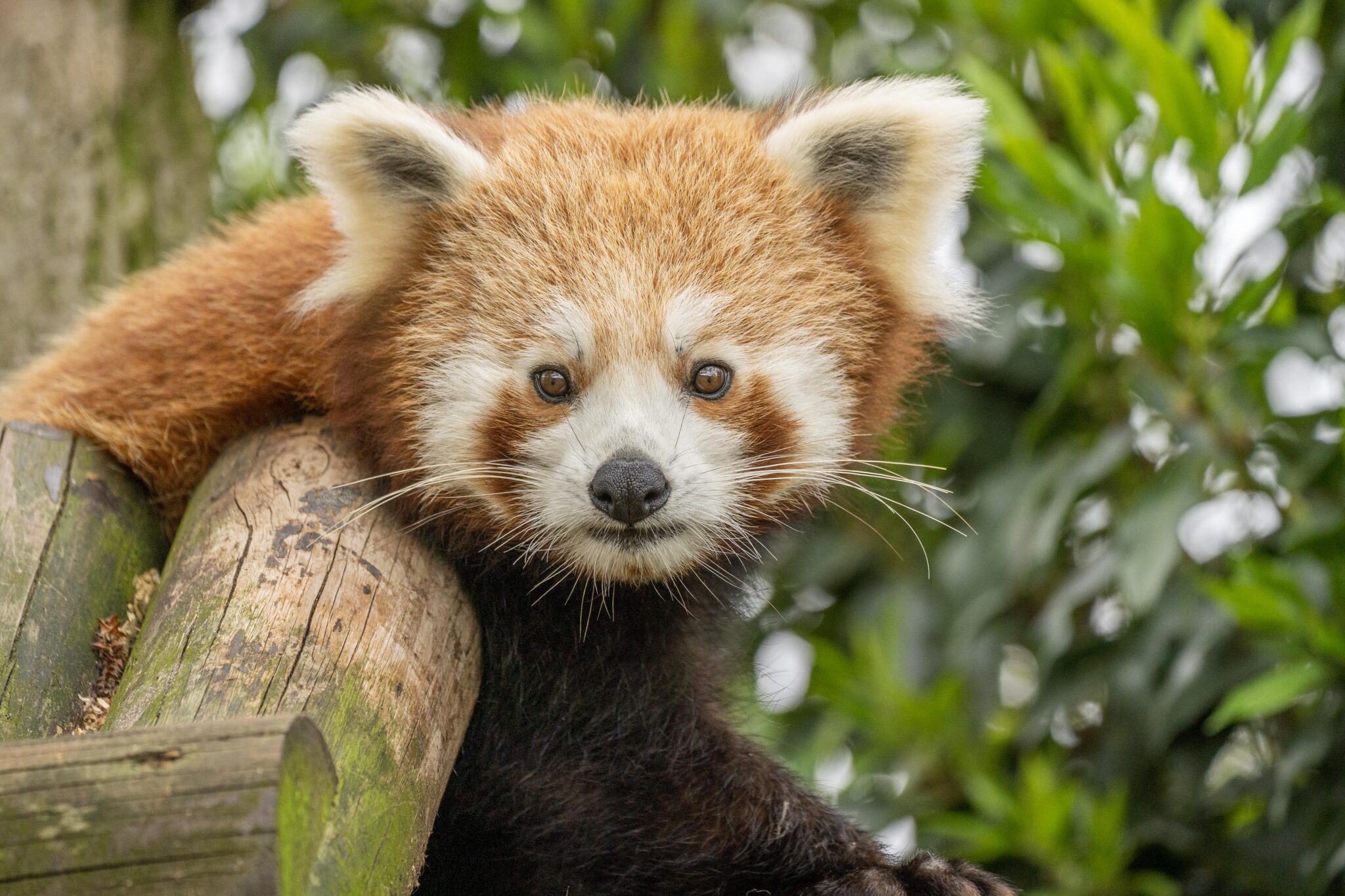Miracle red panda cub ‘Little Red’ leaves home | Hertfordshire Zoo