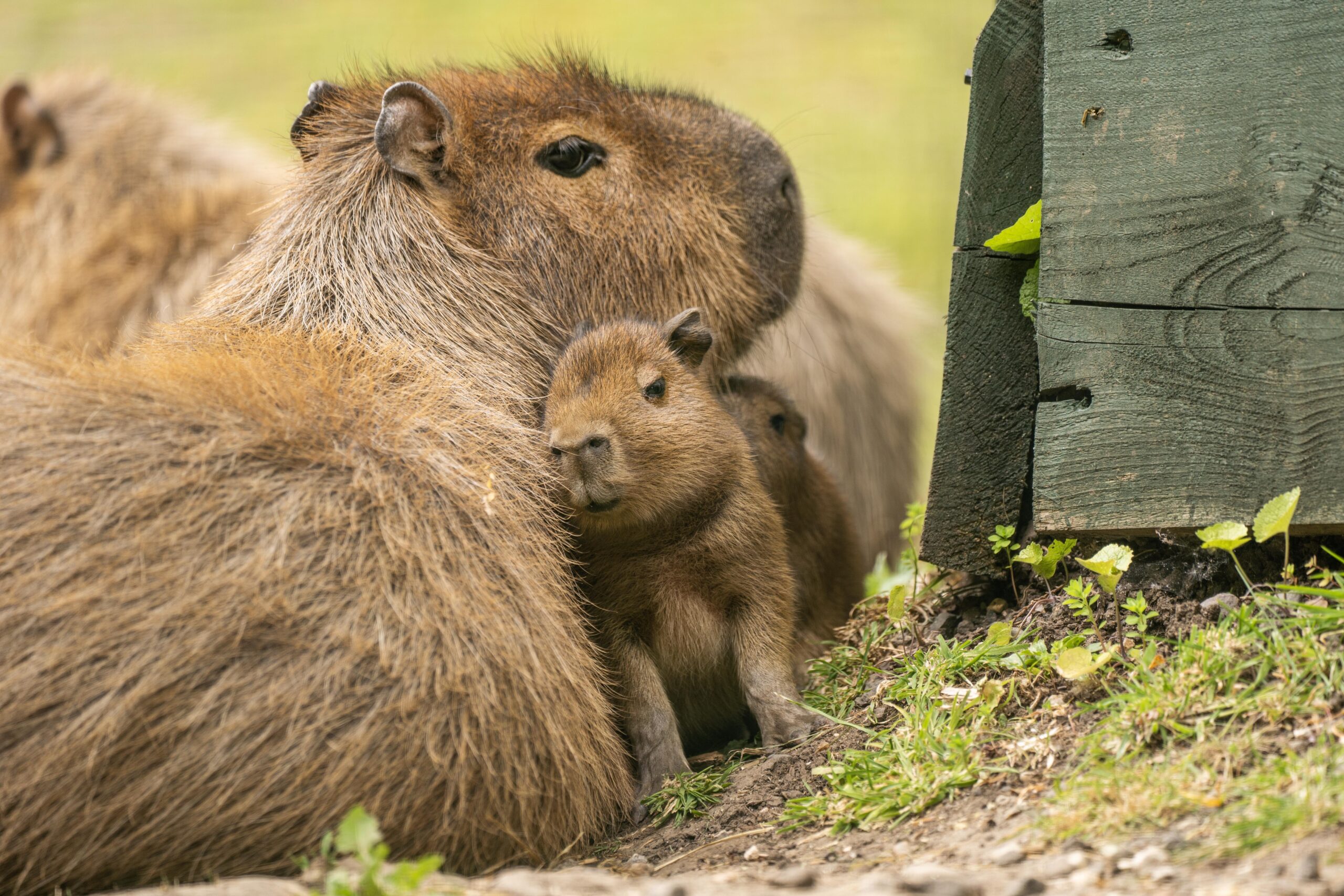 Three Capybara Pups Born! | Hertfordshire Zoo