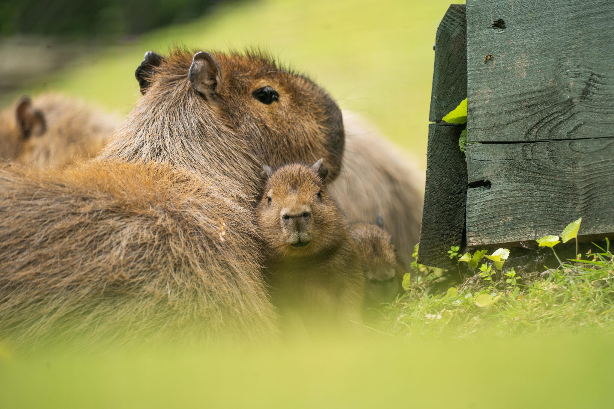 Three Capybara Pups Born! | Hertfordshire Zoo
