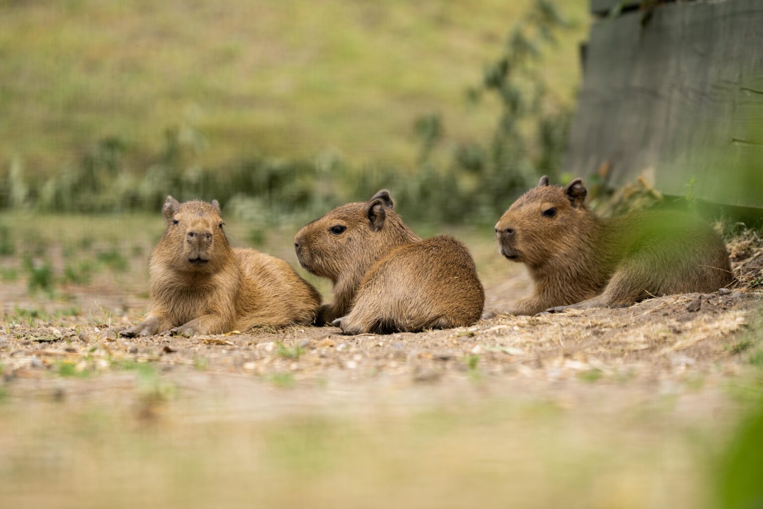 Three Capybara Pups Born! | Hertfordshire Zoo