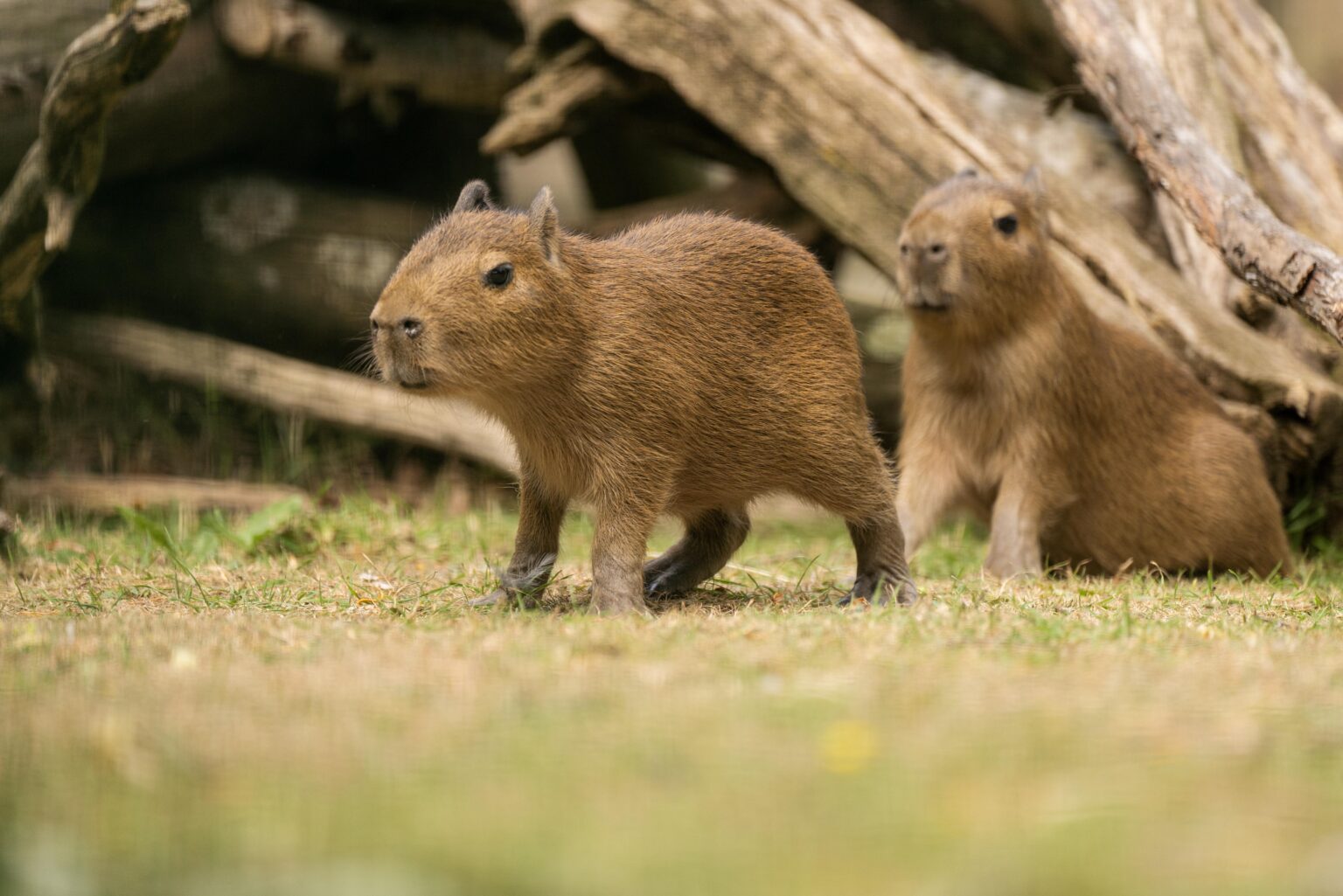 Three Capybara Pups Born! | Hertfordshire Zoo