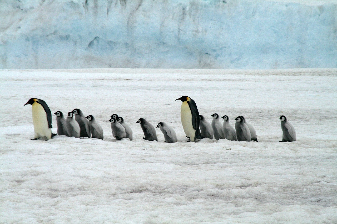 A Guide to Emperor Penguins (Everything You Need to Know!) | Paradise ...