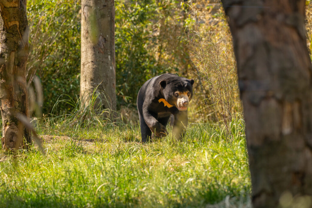A lesson to be learnt from the viral sun bear video | Hertfordshire Zoo