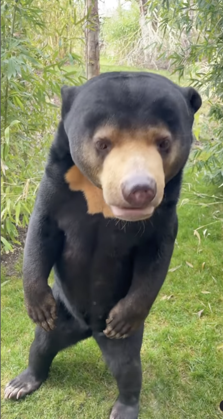 Sun Bears Are Real! | Hertfordshire Zoo