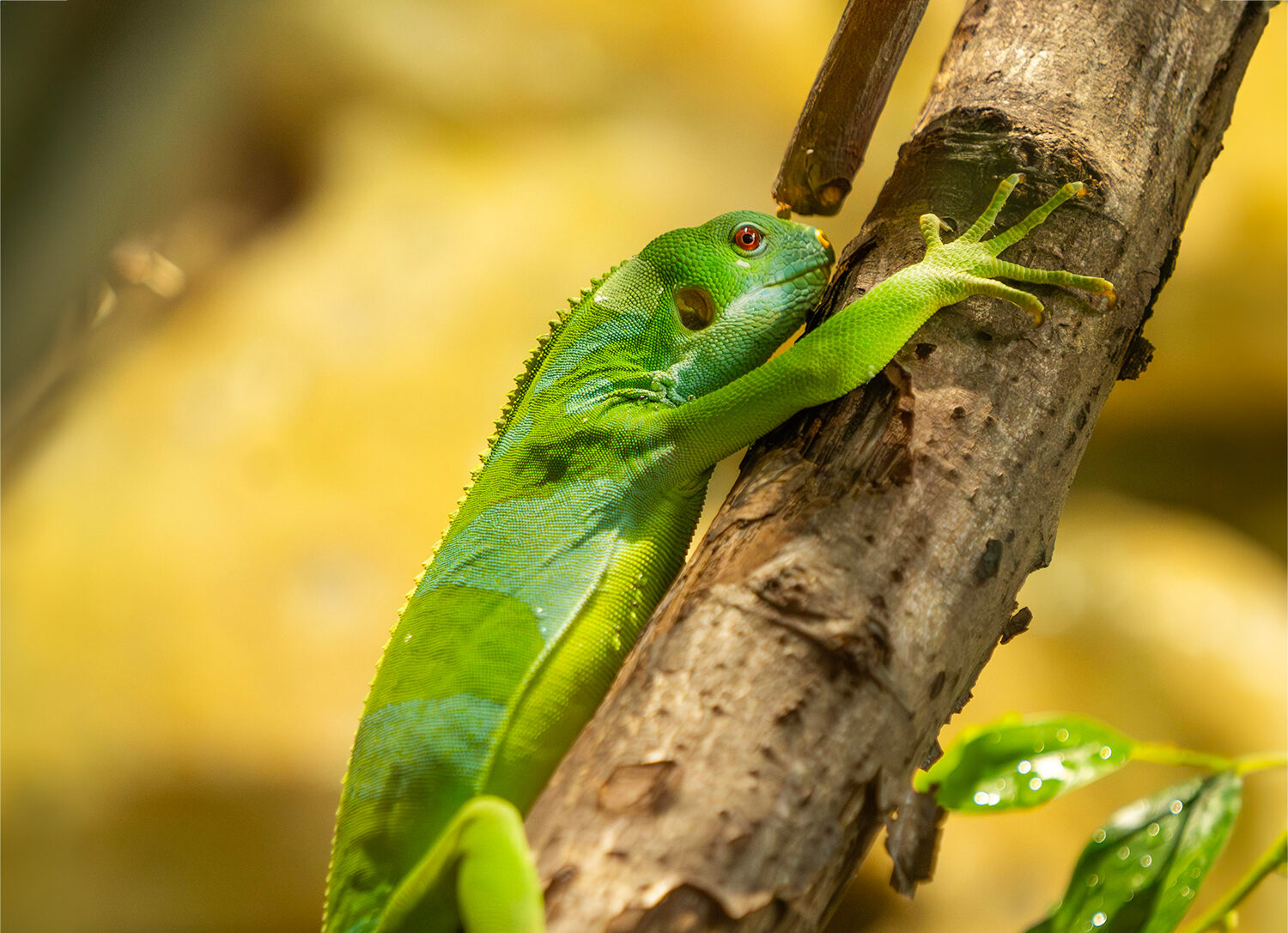 Iguana's at Hertfordshire Zoo