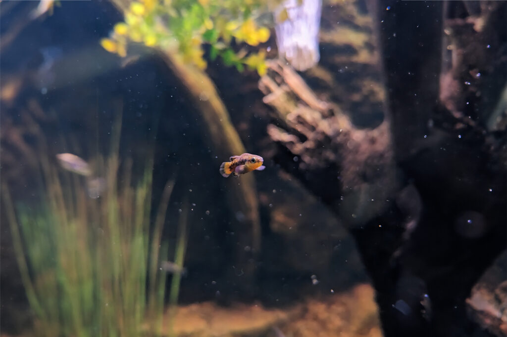 Rainbow Goodeid at Hertfordshire Zoo