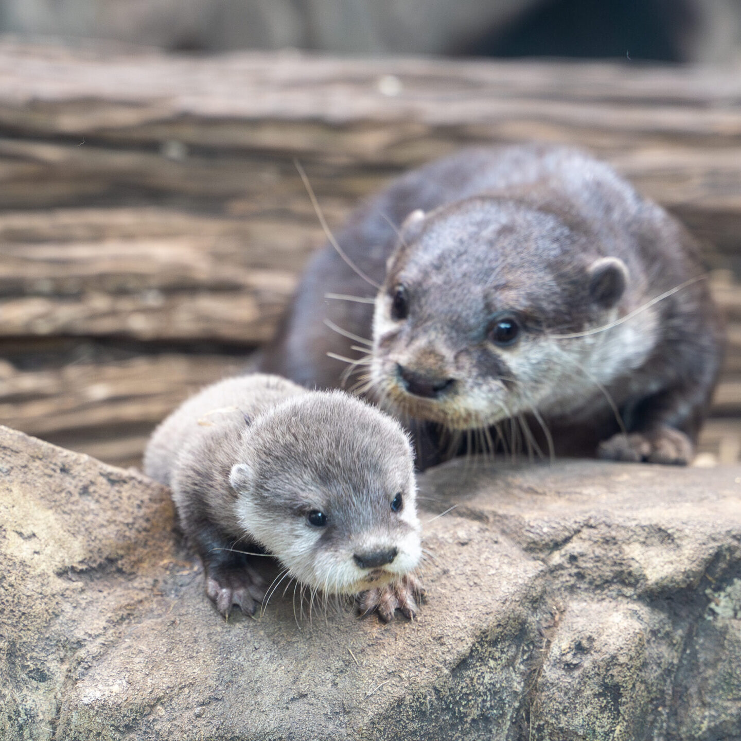 Images Of Baby Otters
