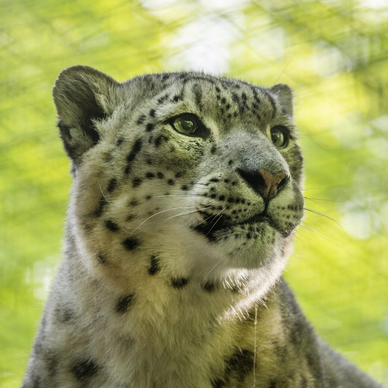 World's most famous endangered snow leopard passes peacefully ...