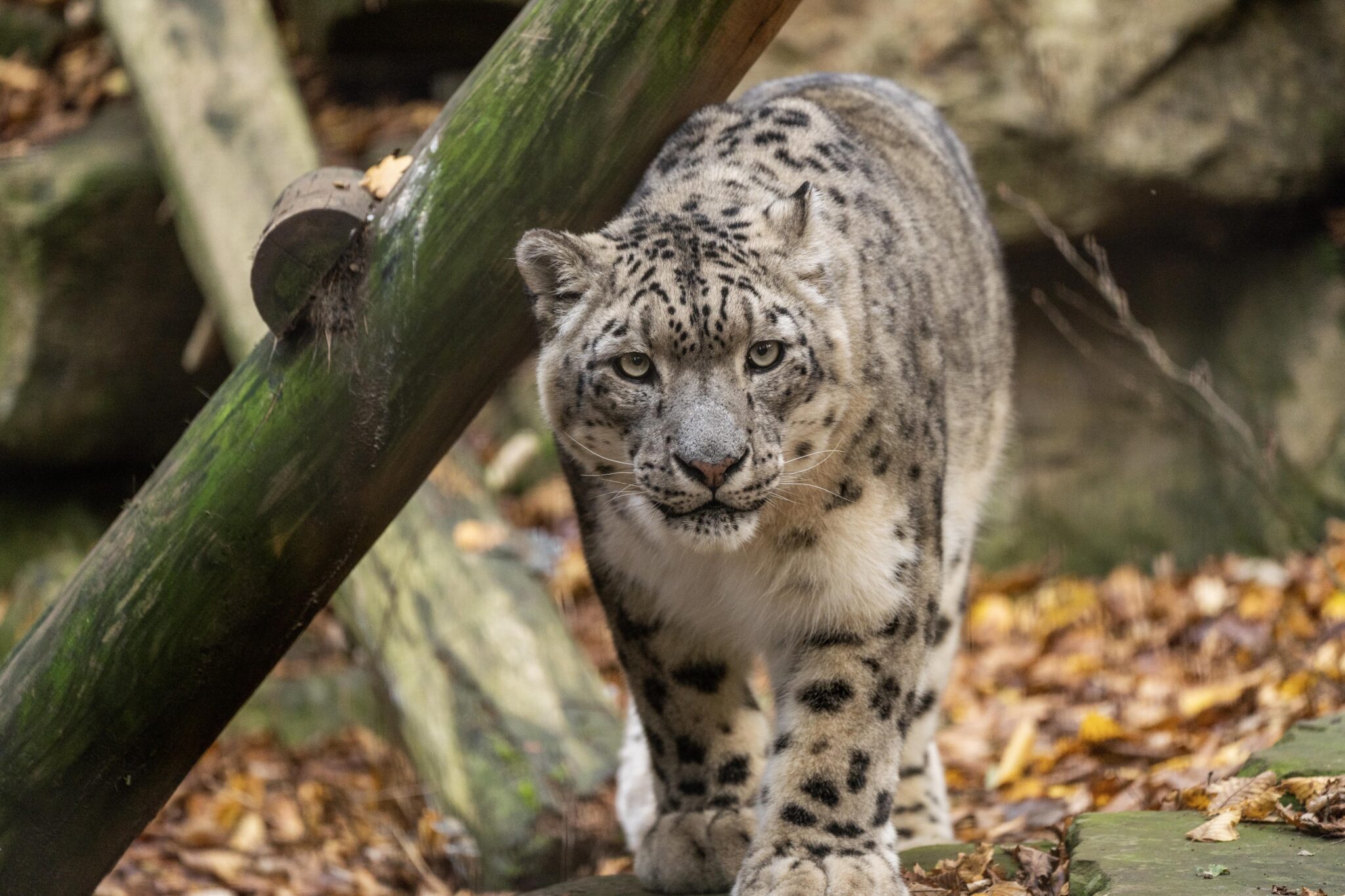 World's most famous endangered snow leopard passes peacefully ...