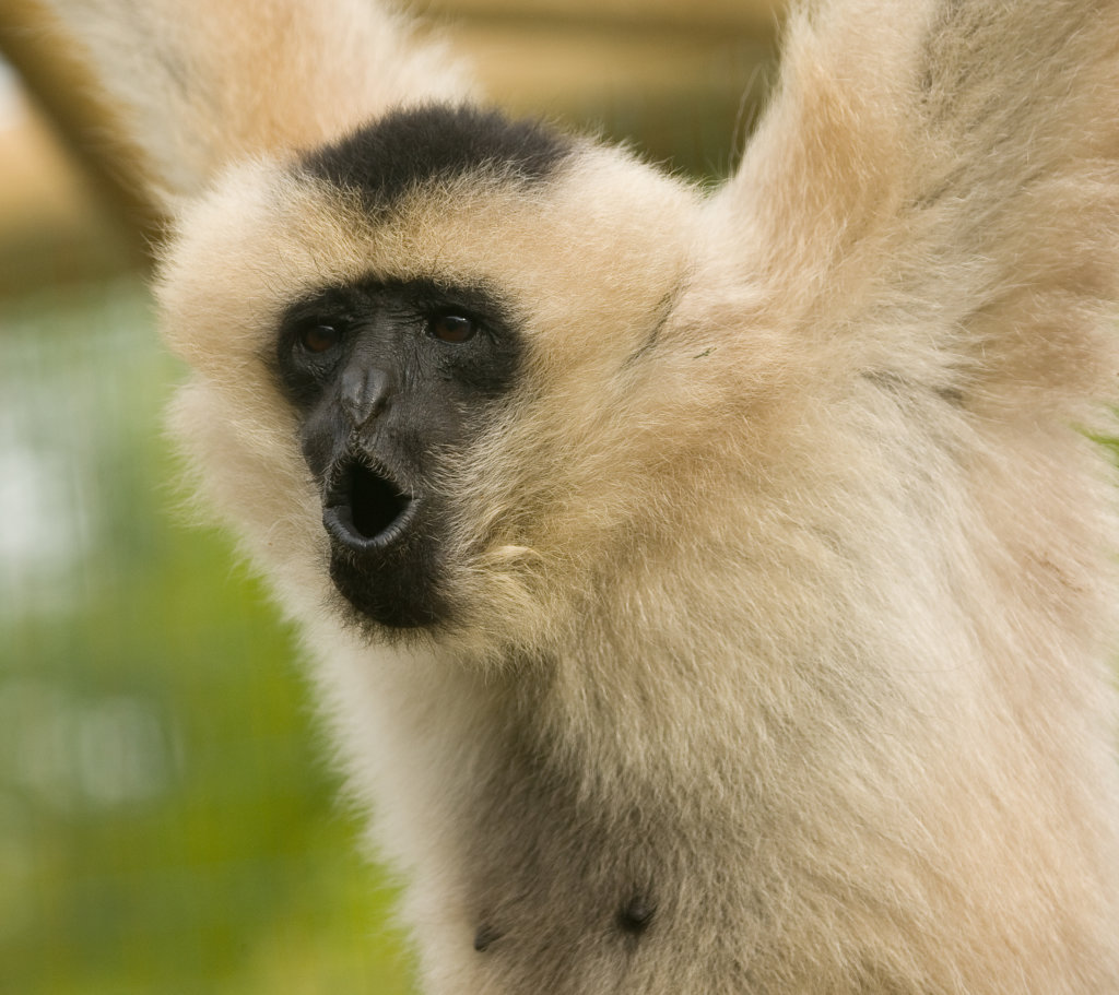 White Cheeked Gibbon Diet White Cheeked Gibbon – Wisconsin National