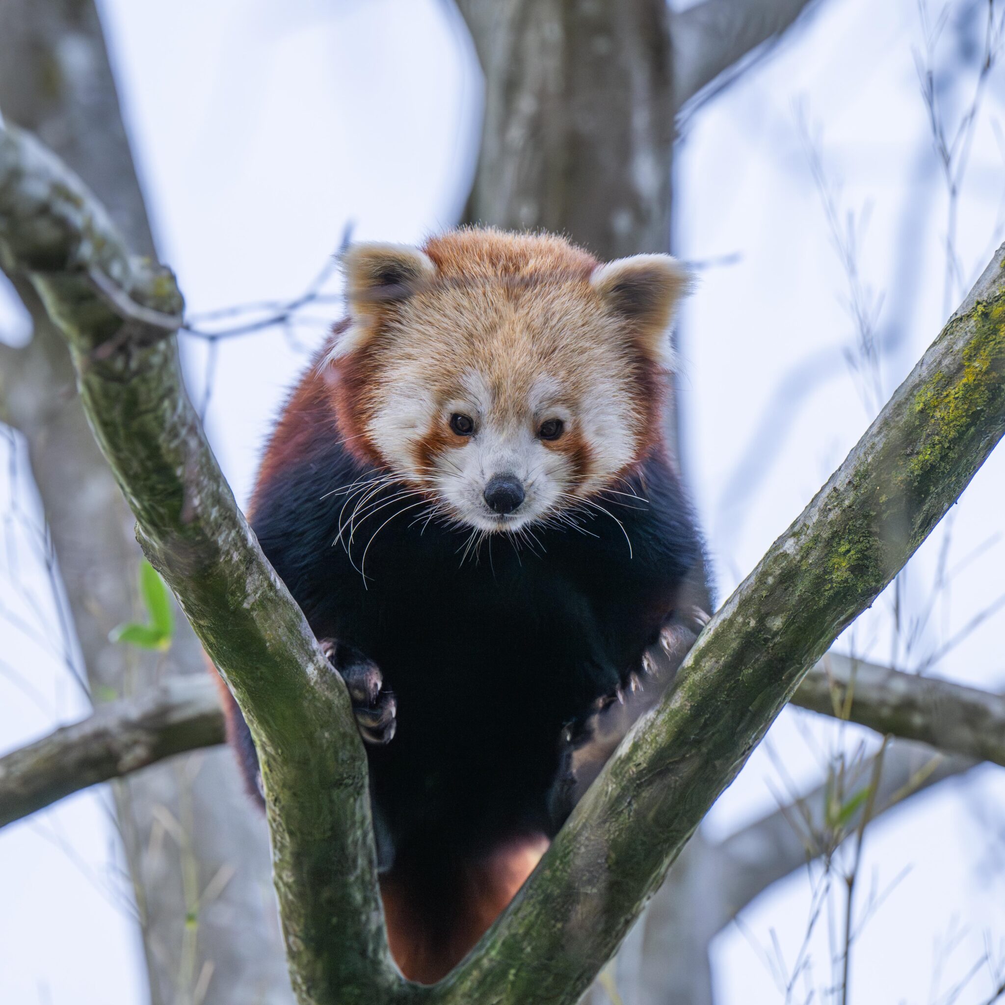 Ash the Red Panda | Hertfordshire Zoo