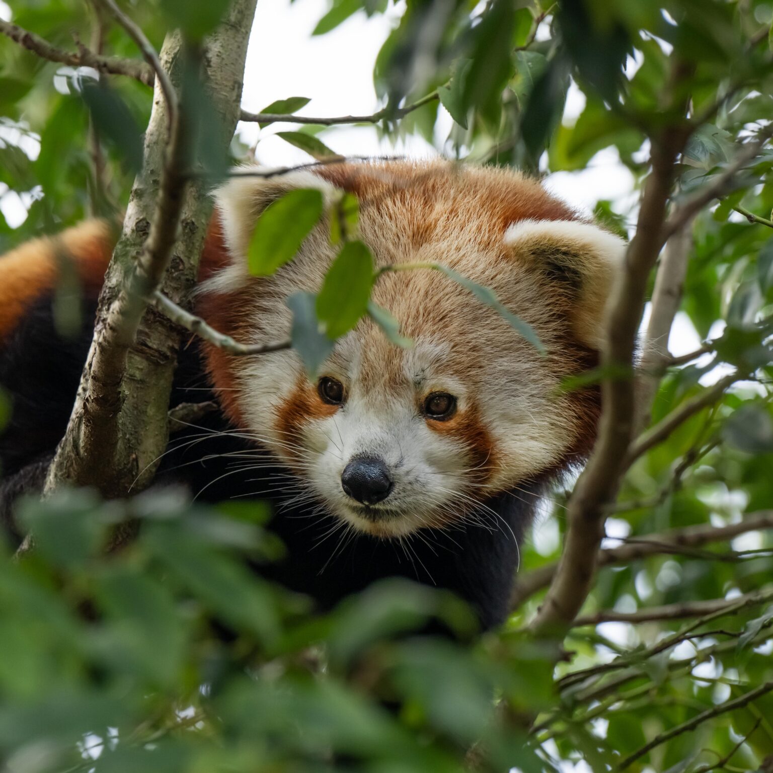 Ash the Red Panda | Hertfordshire Zoo