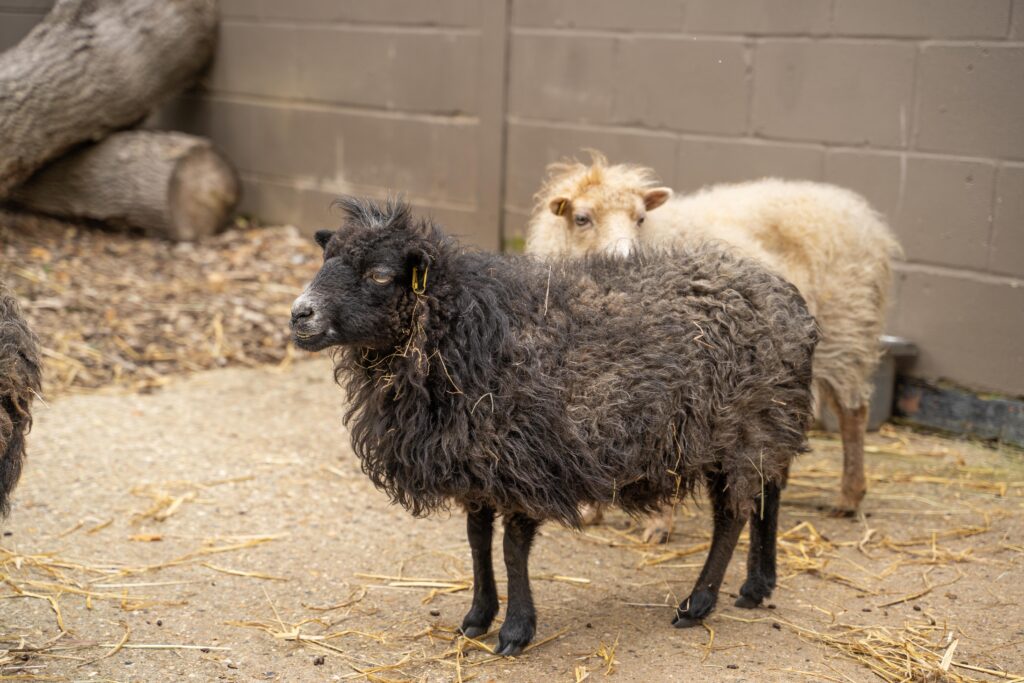 Sheep at Hertfordshire Zoo