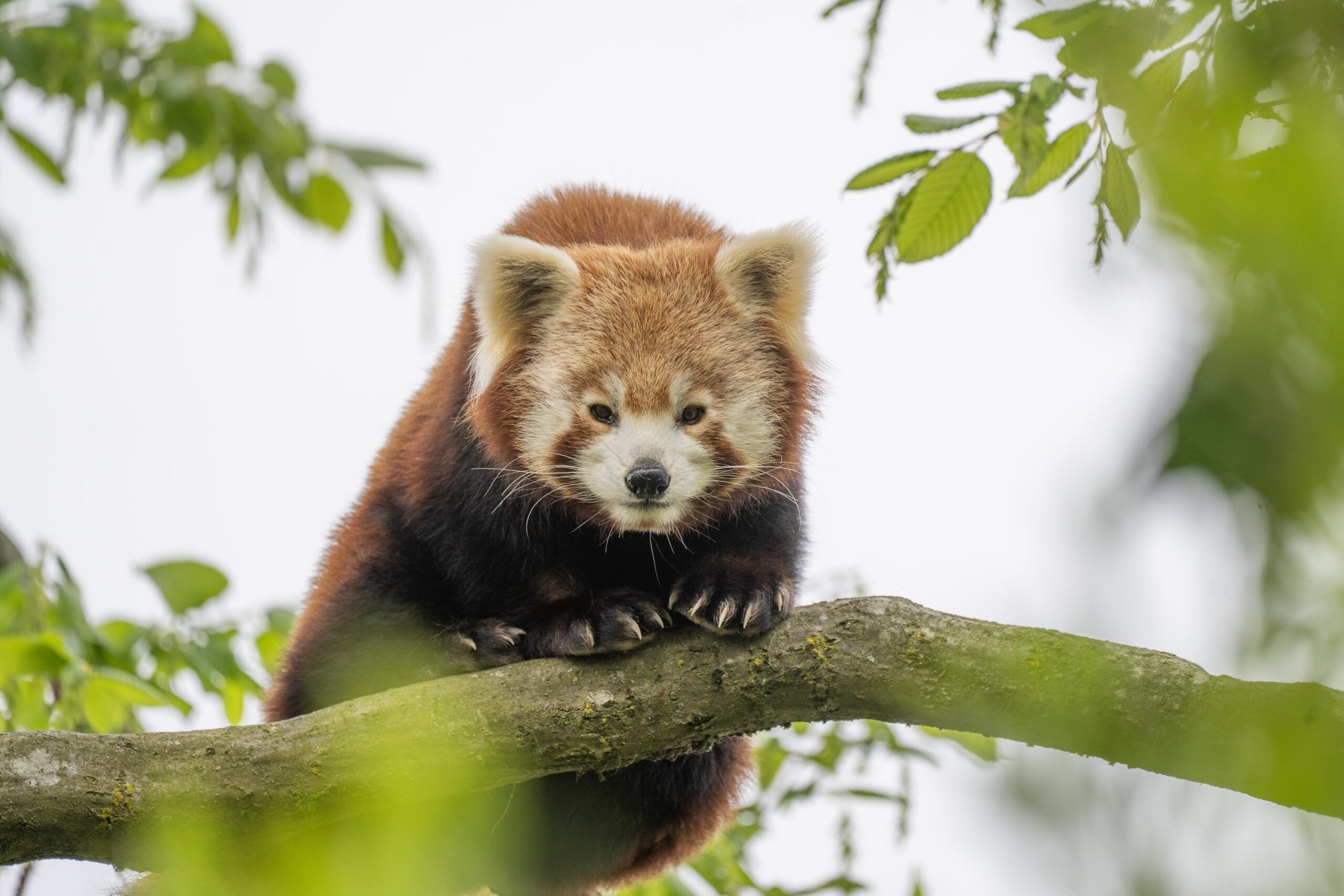 Endangered Red Panda Tilly Passes Peacefully | Hertfordshire Zoo