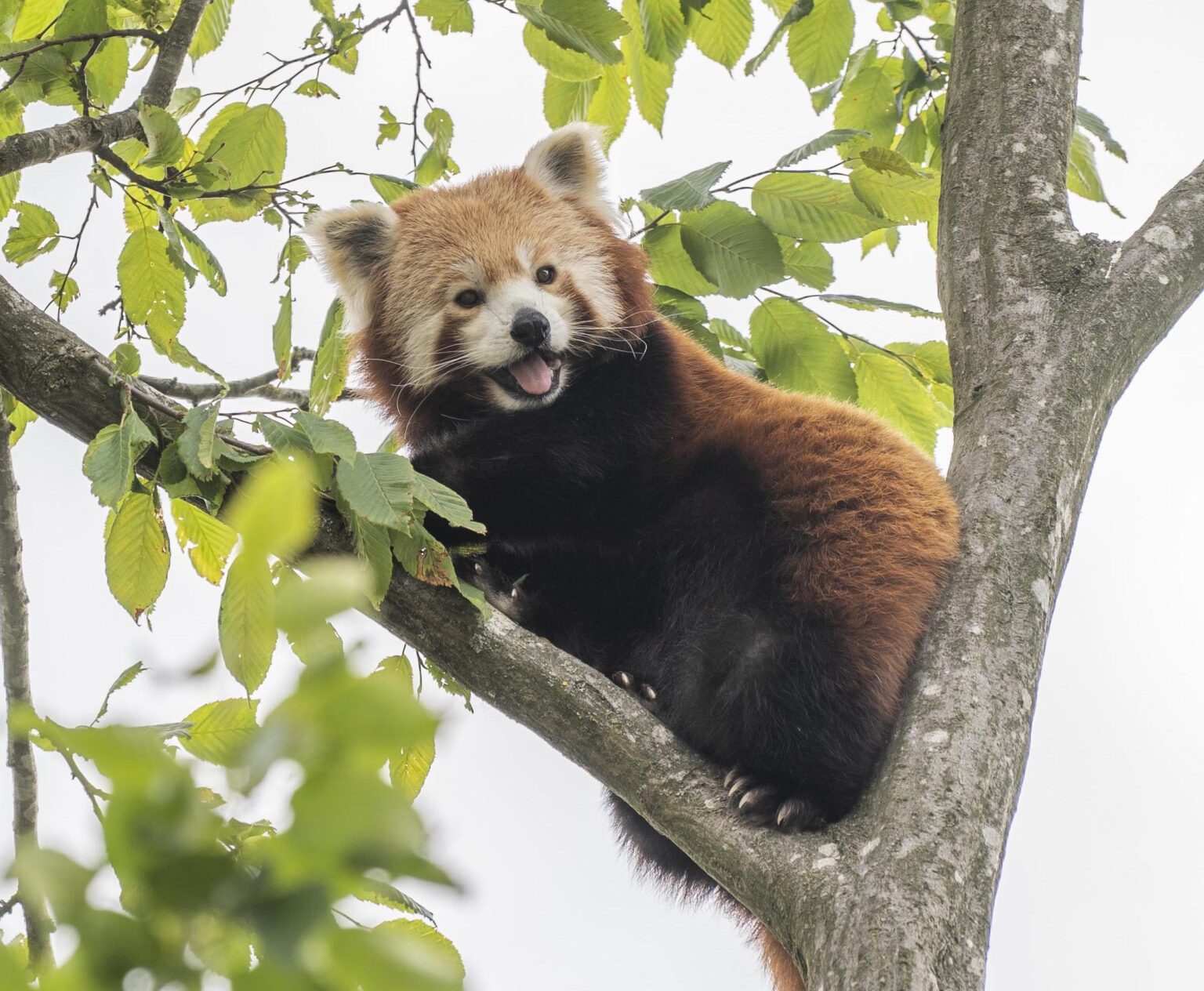 Endangered Red Panda Tilly Passes Peacefully | Hertfordshire Zoo