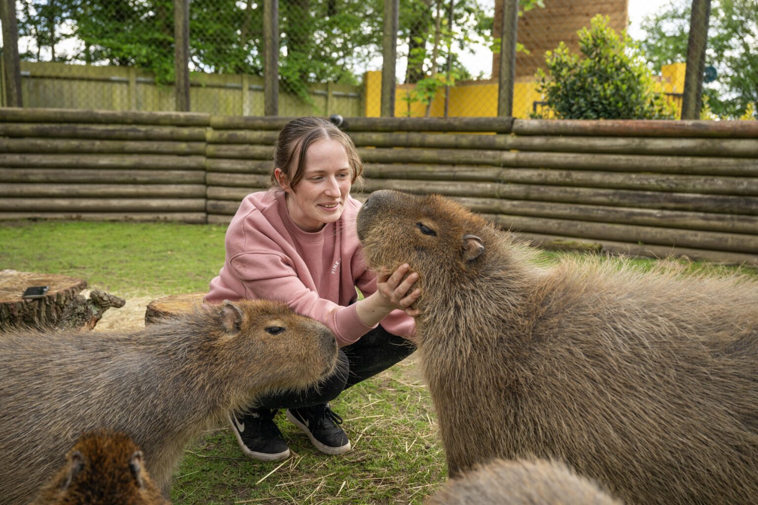 Meet the Capybaras at Hertfordshire Zoo! | Hertfordshire Zoo