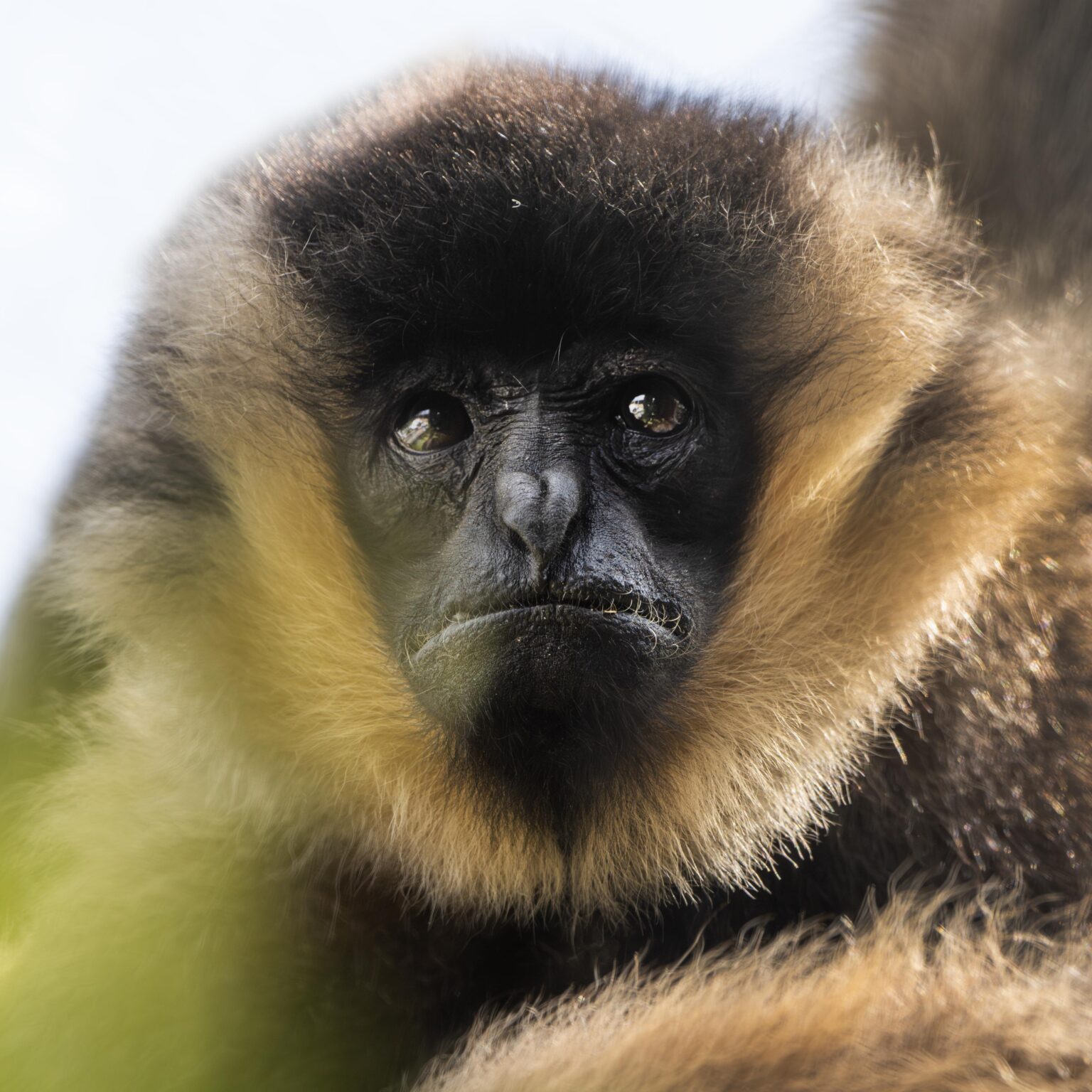 "Gibbons: Song of the Forest" habitat opens! | Hertfordshire Zoo
